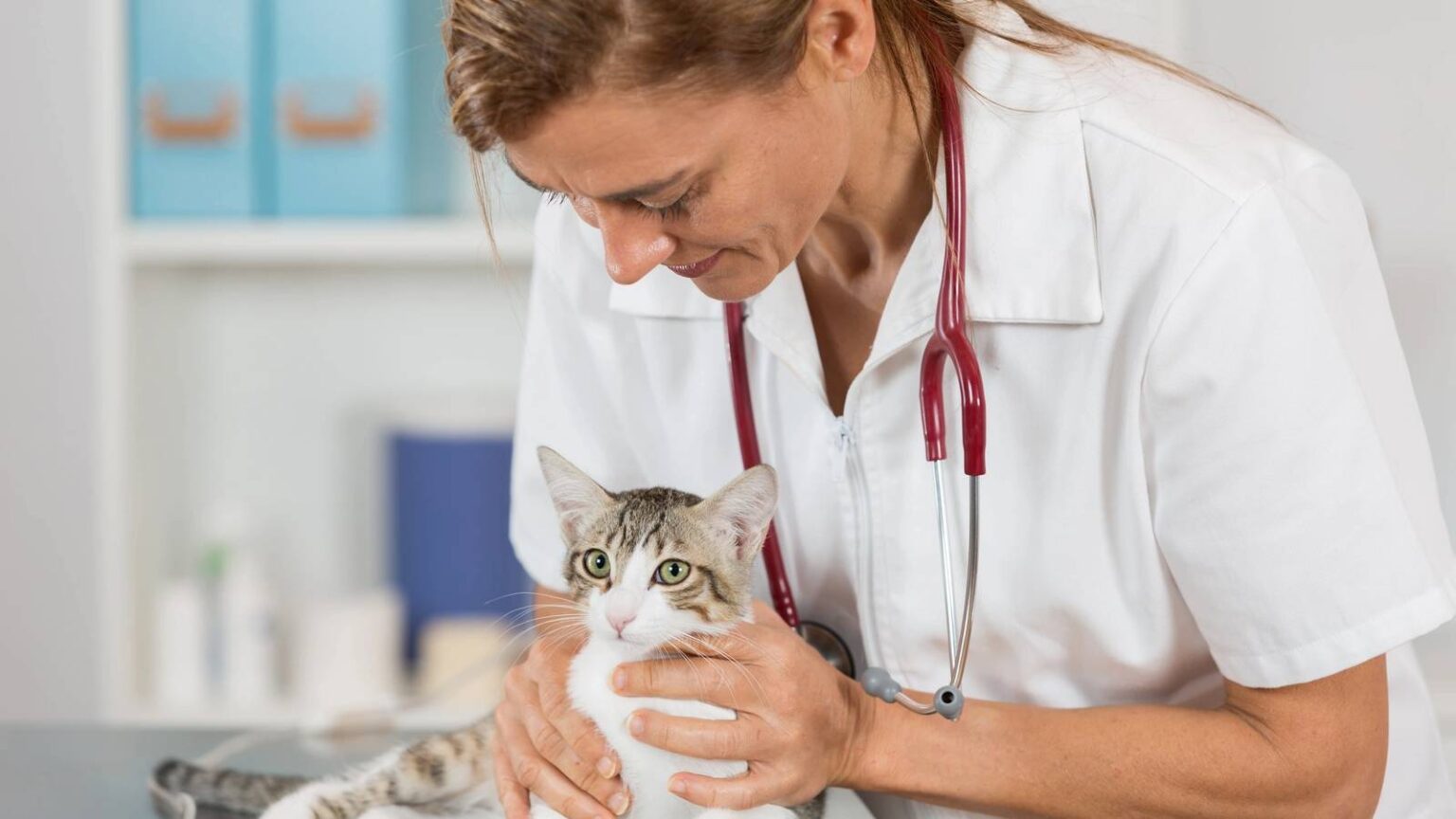 Mobile Vet Referral | Delivering Excellence for Dogs and Cats